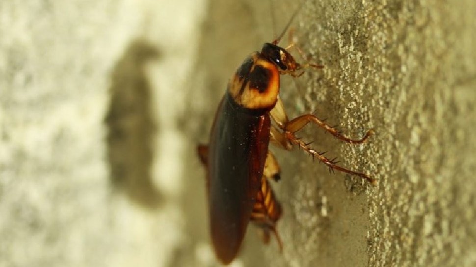 Cockroaches can hold their breath for 40 minutes
