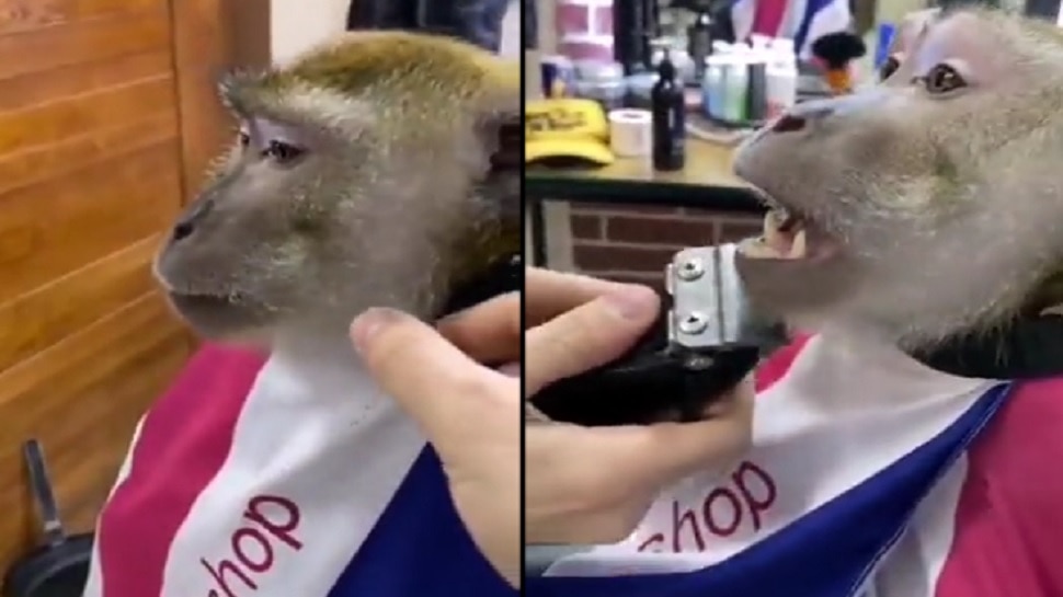 viral Monkey doing shave in shop Monkey Funny video
