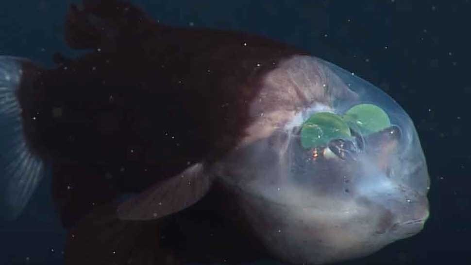 Barreleye Fish: Eyes on the forehead, scientist annoyed to see this new ...