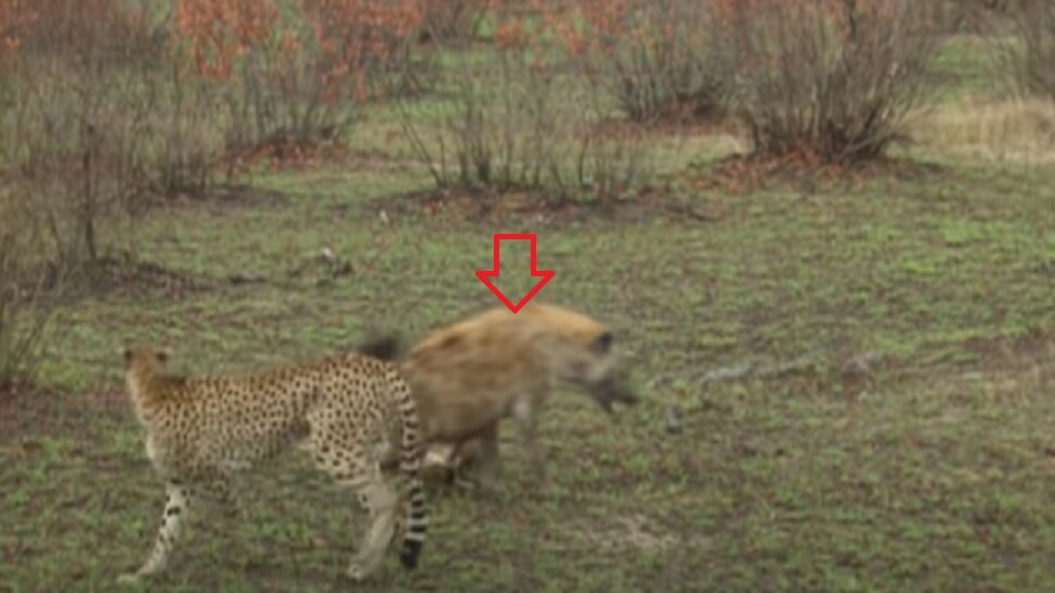 viral cheetah fight with hyena For deer