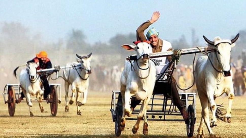Supreme Court Decision - Open the way for bullock cart race in Maharashtra
