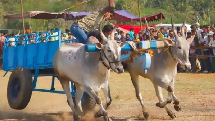 hingoli Farmer and bull love story