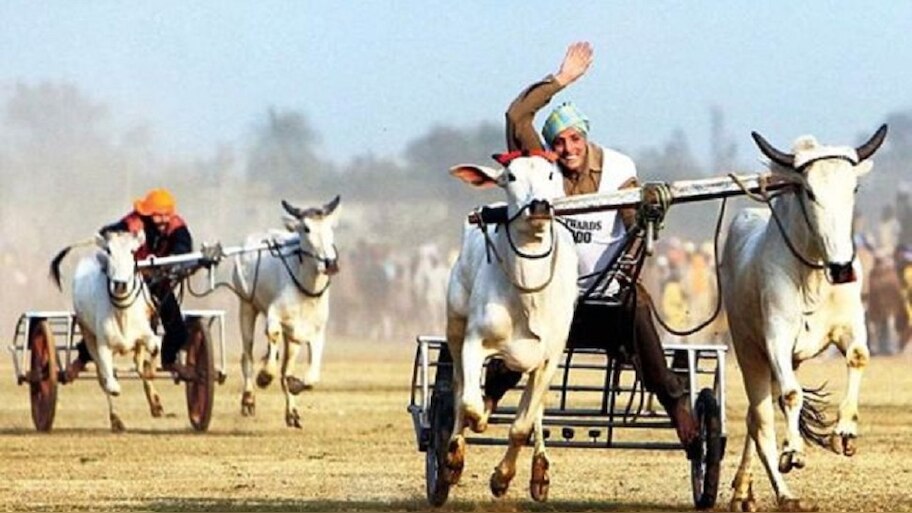 Bullock cart race after lifting of ban in Nashik