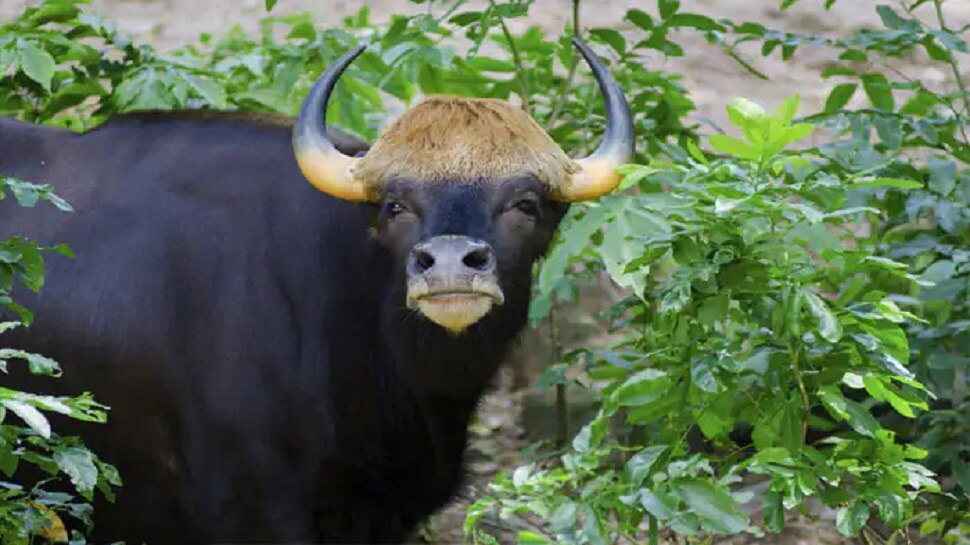 Indian Bison Rescue in Sangli Market Yard