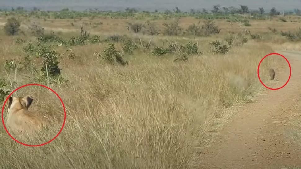 lioness attack on pig this wild life video will make you still video ...