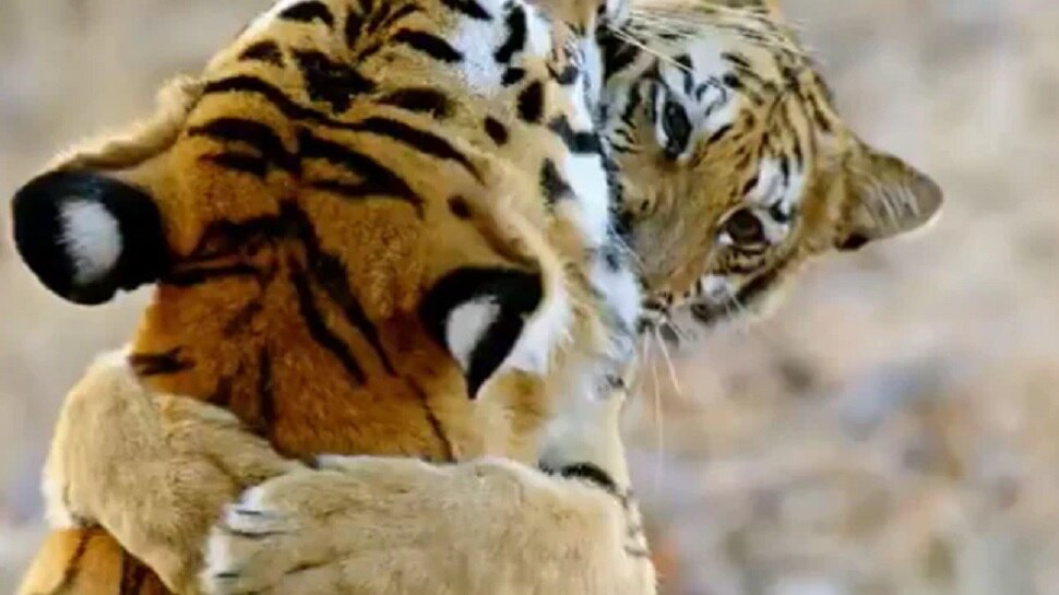 tiger cub hug mother emotional video viral on social media