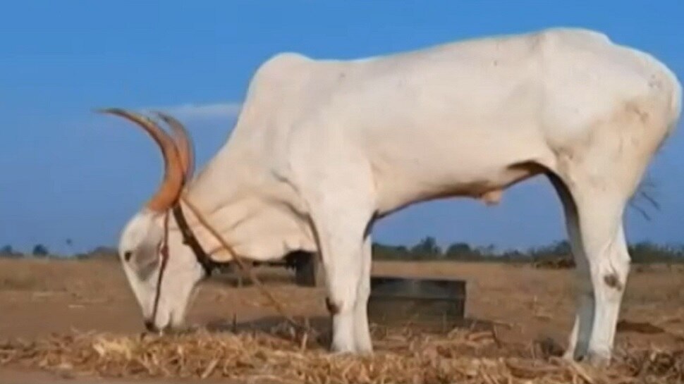 sangli bull price 35 lack harnya for bullcart race maharastra and karnataka