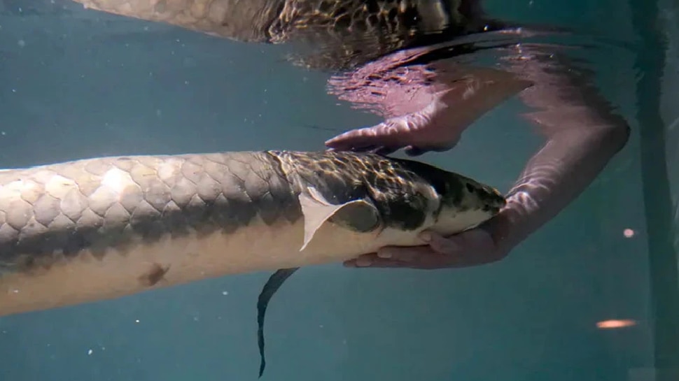 Do you know the oldest fish in the world