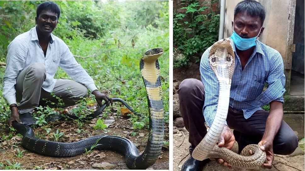 vava-suresh-kerala-famous-snake-catcher-vava-suresh-bitten-by-a-cobra ...