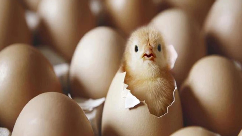 How does the chick get oxygen inside even though the egg is completely ...