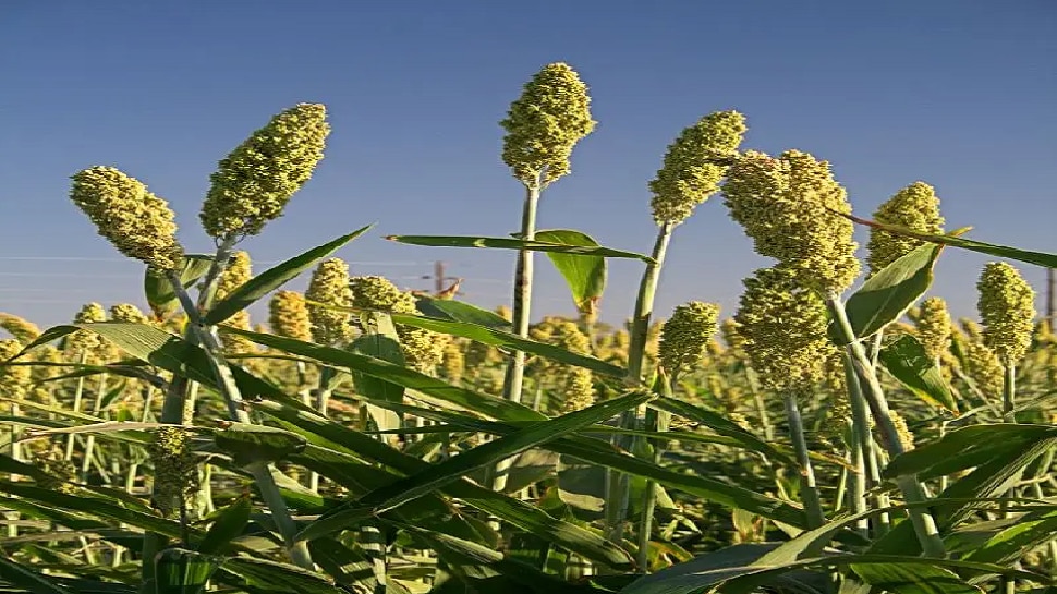 farmer reserves half acre farm to feed birds in maval taluka