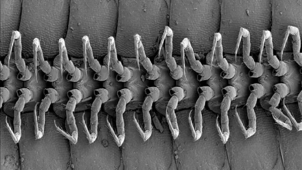 Millipede Species Discovered A Creature With 1306 Legs Earths First ...