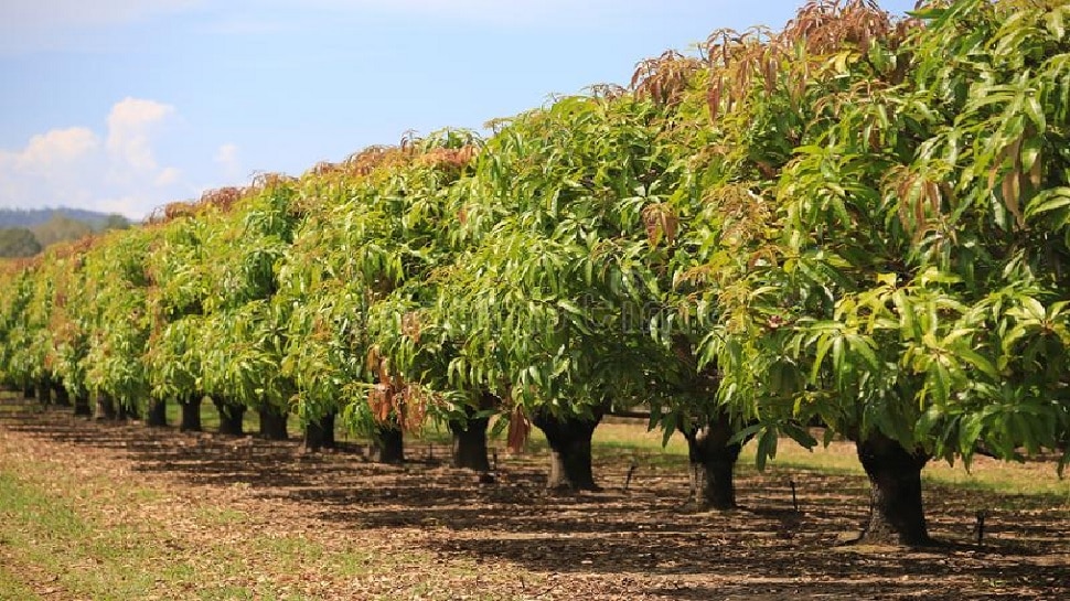 for more and more money they do this fraud, in four days stood a good ...