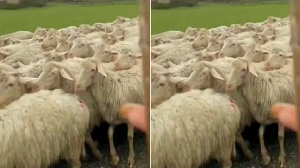 viral video of sheep creating optical illusion where one another ...