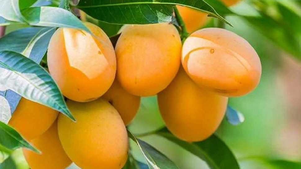 fact about mango why does it call king of fruit and do you know the ...