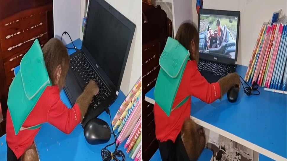 Trending Funny monkey Video viral On Social Media