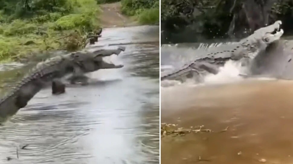 giant crocodile came road for hunting suddenly disappeared dam News in ...