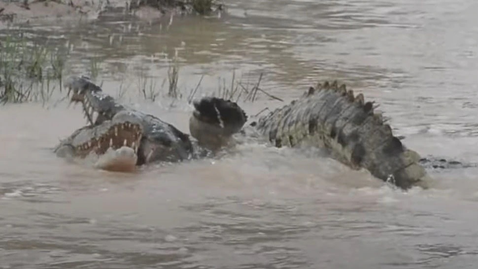 omg Fight Between Crocodile And Alligator Viral Video