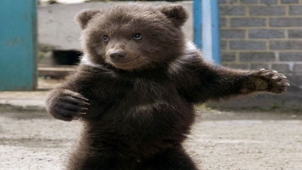 baby bear dance viral on social media