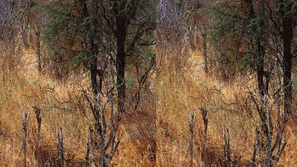 optical illusion a deer is hidden in this picture impossible to see ...