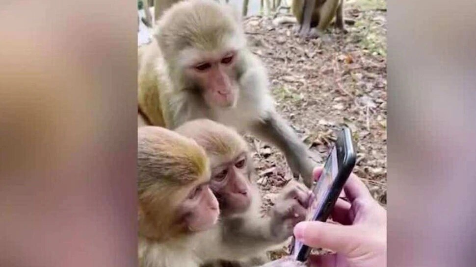 Do monkeys like video or audio What Says research
