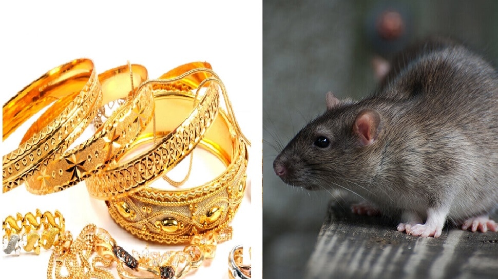 gajab news rat Police found gold with the help of rats cctv footage ...