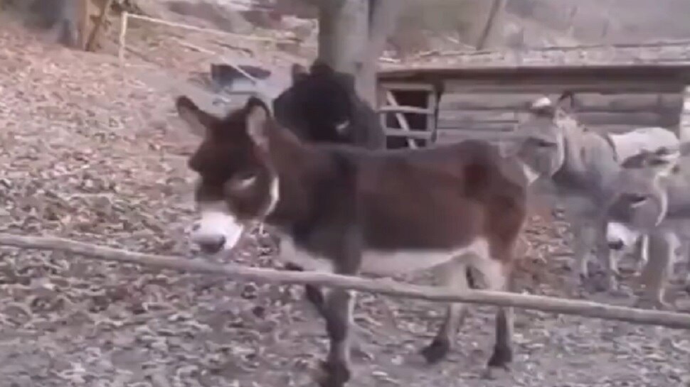 smart Donkey Funny video viral on social media