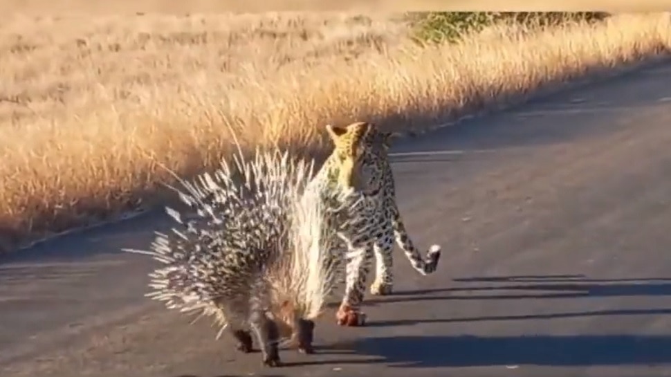 Leopard Attack on Salinder Crested Porcupine