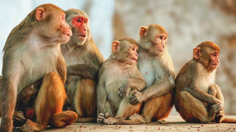video viral monkeys watching video photographs on mobile together