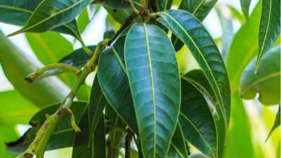 Mango leaves will give amazing benefits, blood sugar will also be ...