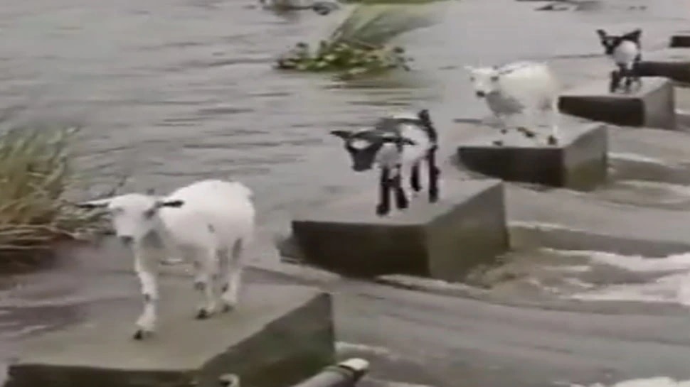 Goats Life Lesson Viral Video On Social Media