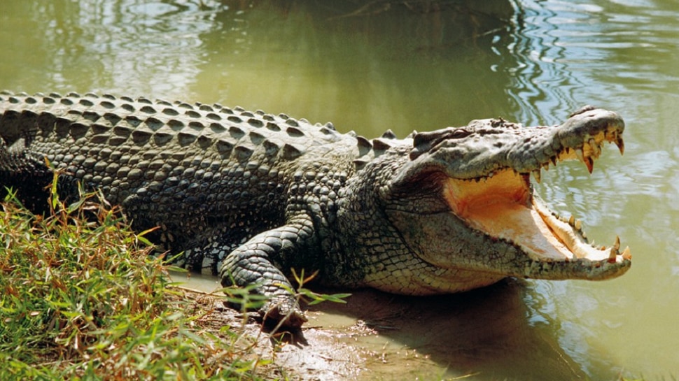 interesting information about crocodile and alligator tear story do ...