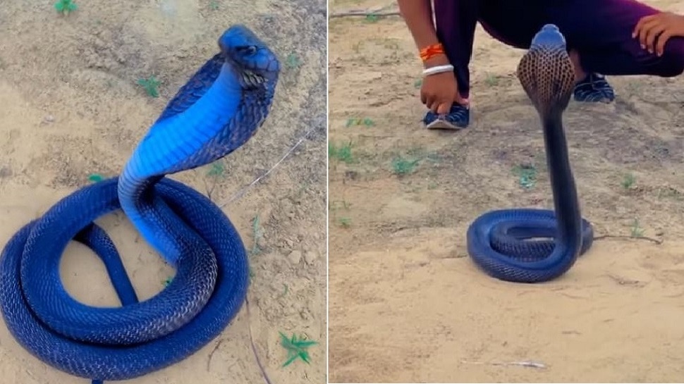 Blue Snake Viral Video On Social Media