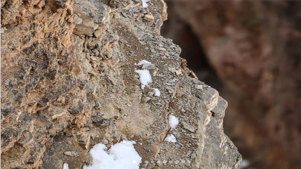 optical illusion spot the hiddden snow leopard hidden in this viral picture