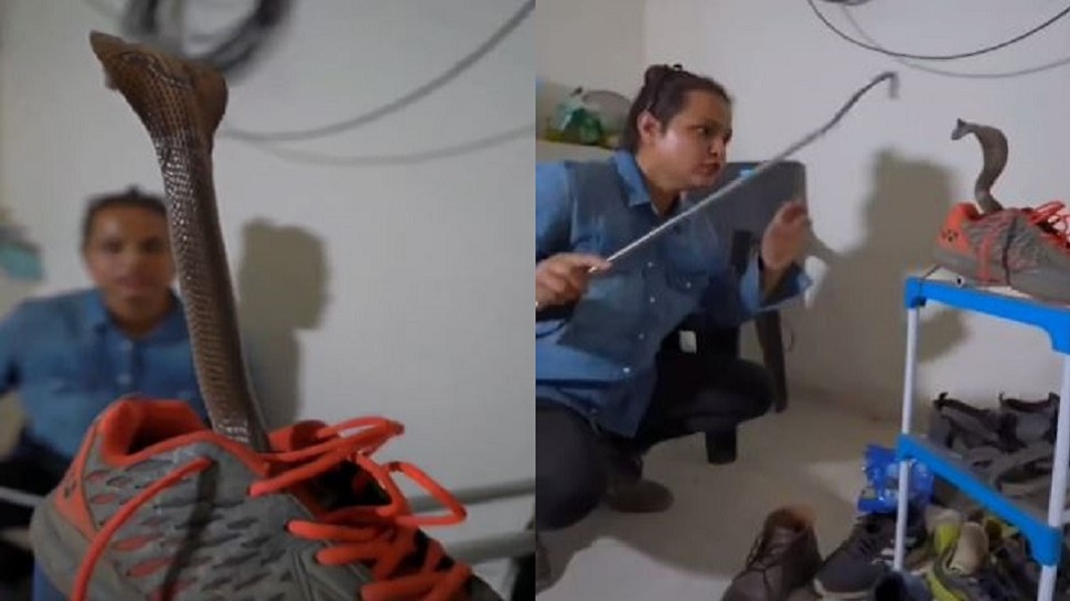 Snake Hiding In Shoe Video Viral On Social Media