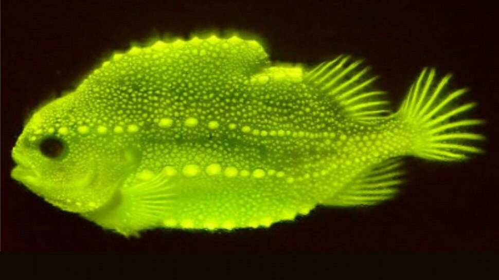 ajab gajab have you seen colour changing fish called lumpfish same like ...