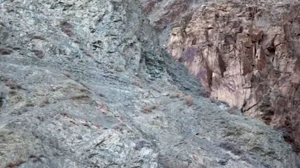 Optical Illusion only genius can spot hidden snow leopard