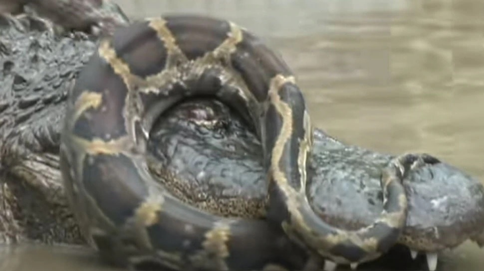 Python Attack On Alligator Crocodile Video Viral On Social Media