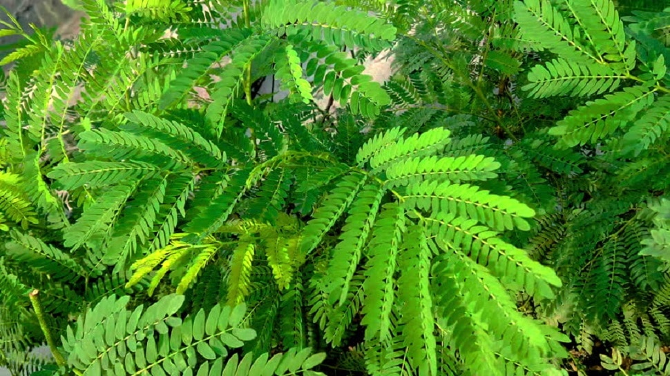 Tamarind Leaves Hair Treatment for unbelivable results full process