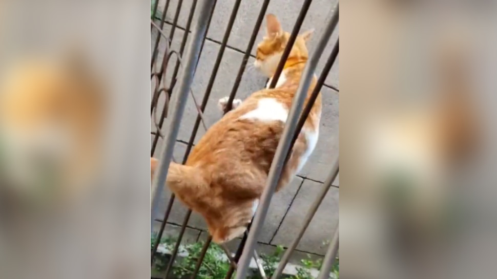 Cat video went viral people said gold medal should be given viral video