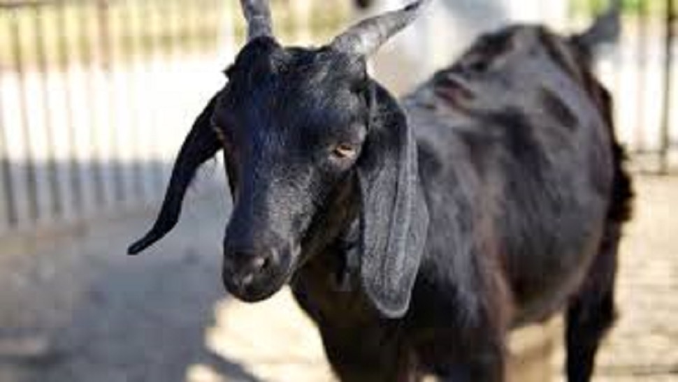 Goat walk like humans in two leg video viral in social media viral news