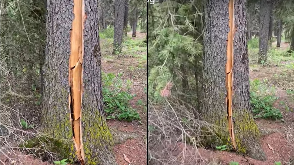 viral video on internet of breathing tree is trending now