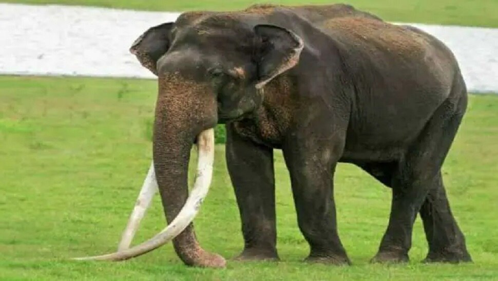 elephant ivory is more expensive then gold know about this