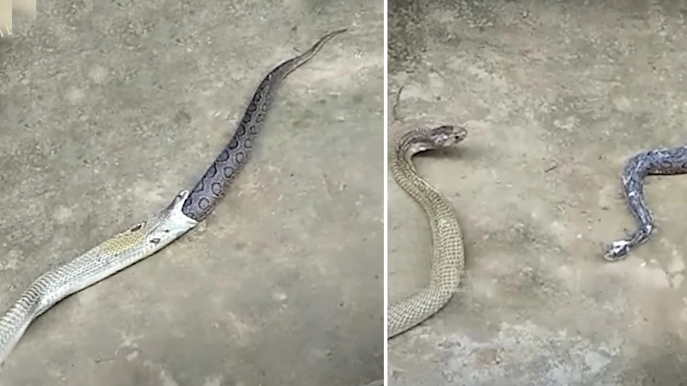 king-cobra-swallowed-another-snake-after-some-time-the-poisonous-snake ...