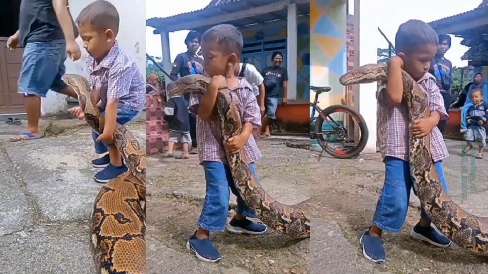 Viral video of small boy playing with huge indian python video goes viral