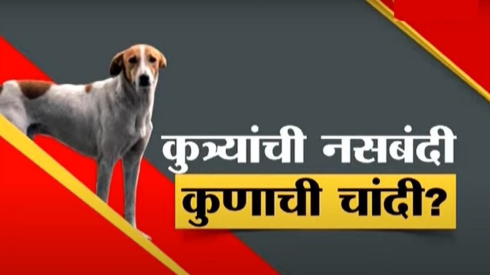 dogs Sterilization Dog scam worth crores in Sambhajinagar dogs Sterilization Dog scam worth crores in Sambhajinagar