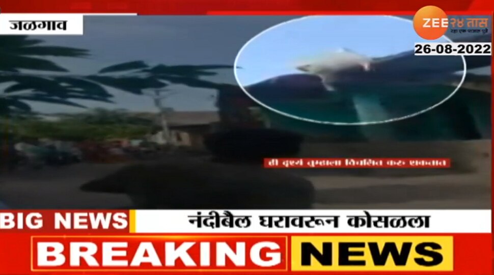 Emotional Moment For Farmers bull fell down from terrace from jalgaon ...