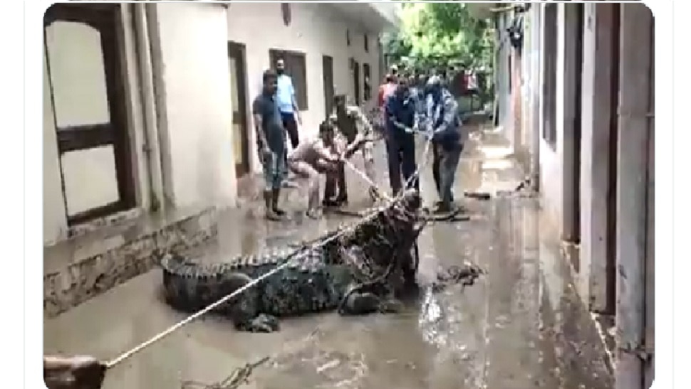 Viral video crocodile on the streets of prayagraj uttar pradesh flood news
