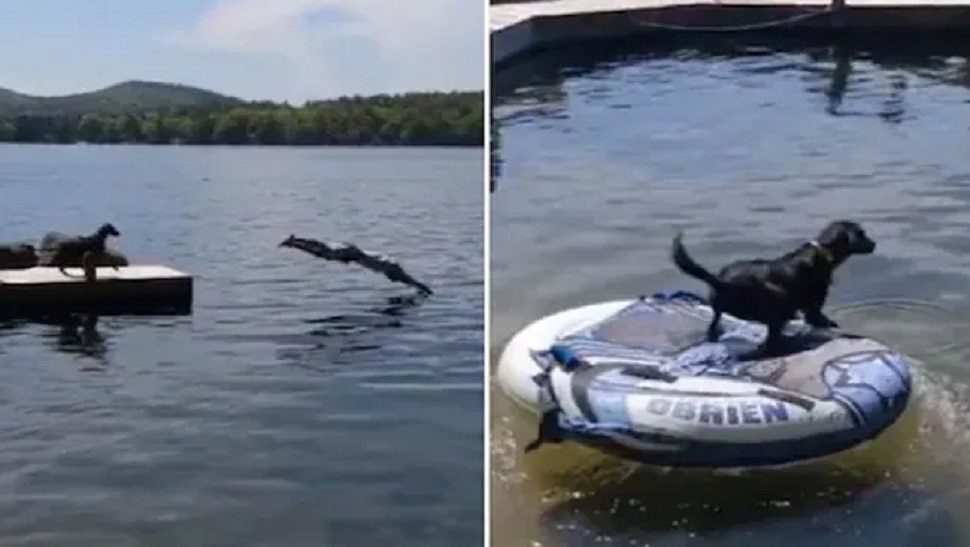 viral video dog jumped into the water to save her owner social media