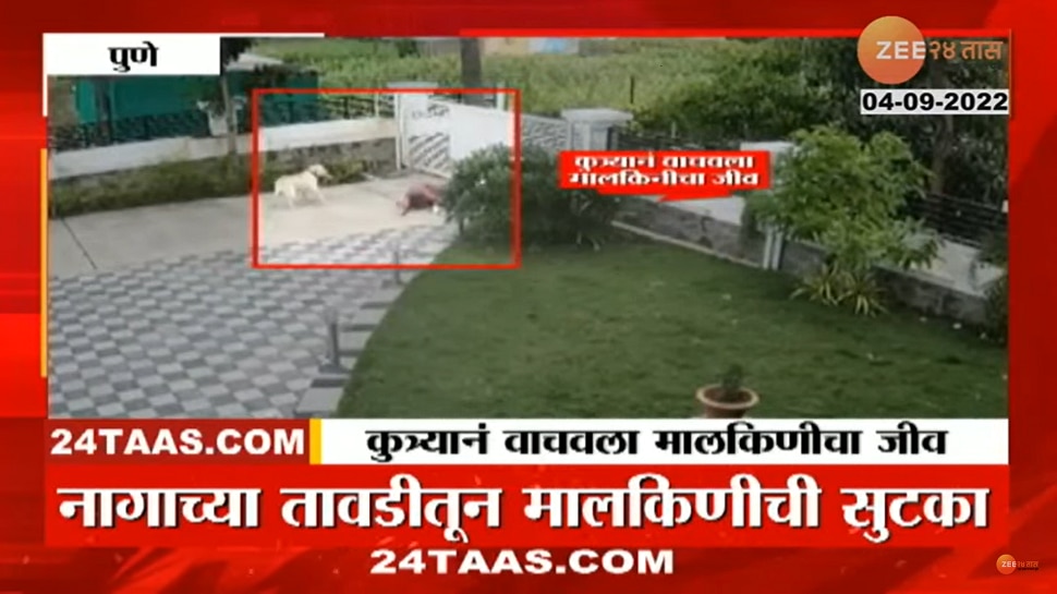 treading news Snake attack on Walse Patals wife and dog ran to help see what happened next video